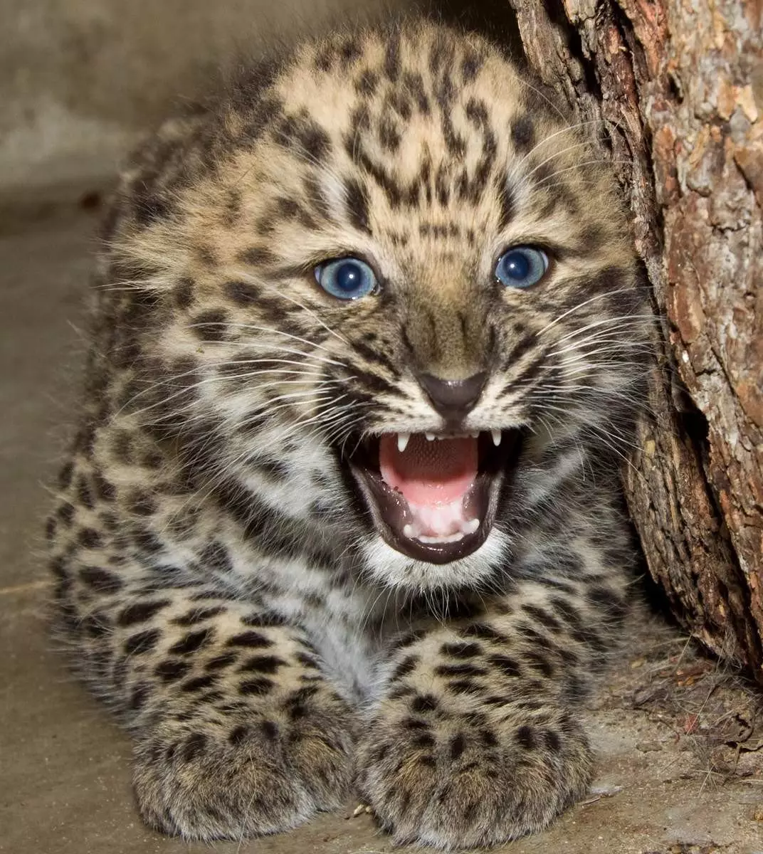 Amur leoparı bebeğim: Böyle bir yavru kedi ile oynayamazsın.