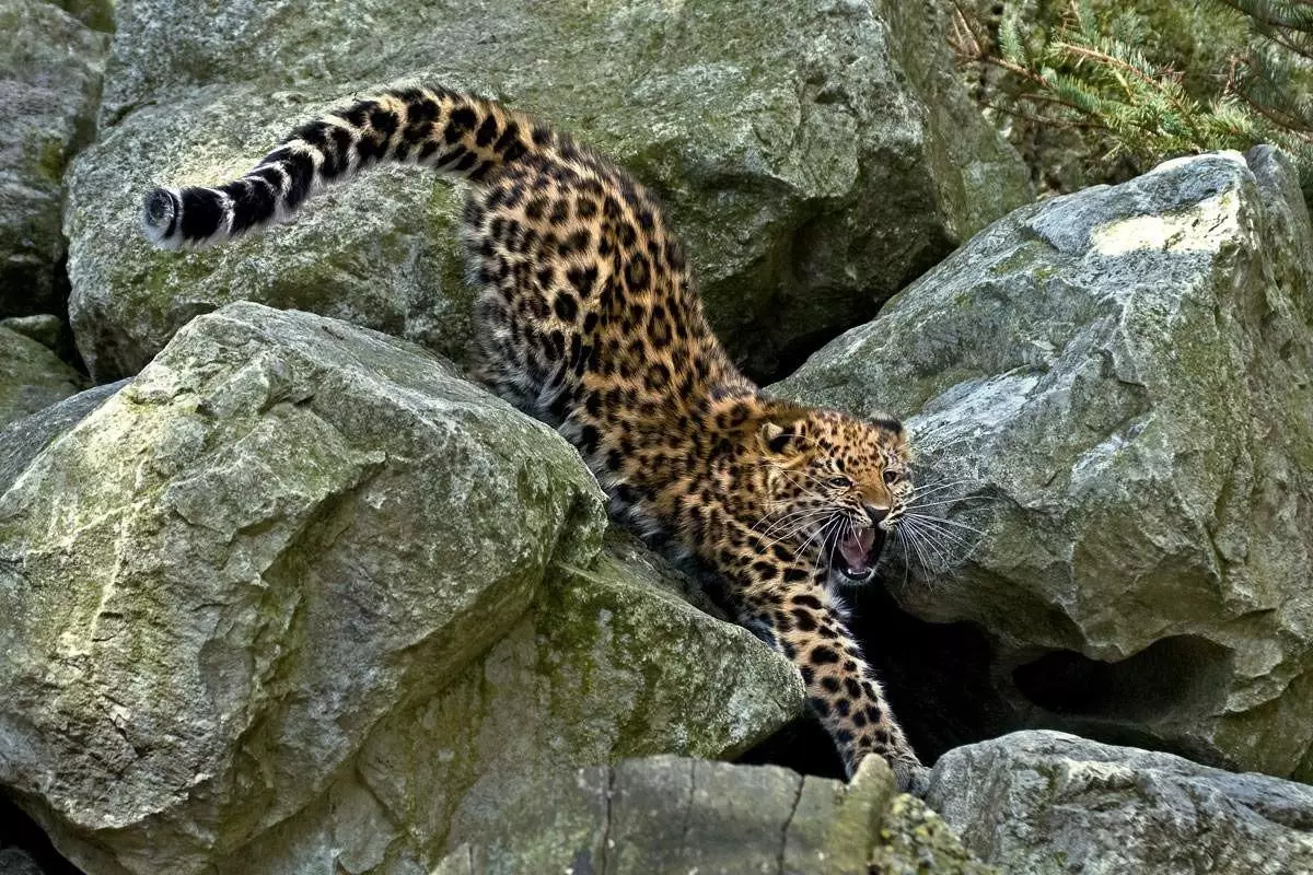 Amūras leoparda diženums ir pārsteidzošs.