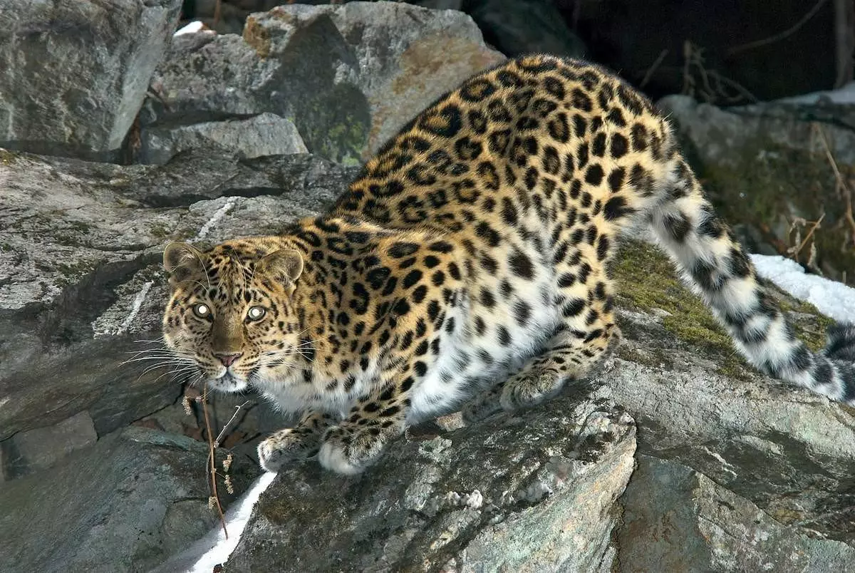 阿穆尔豹是偷猎者的受害者。