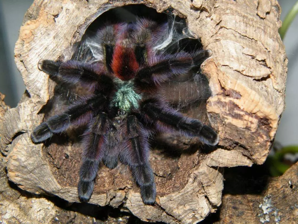 Sakabeh awak tarantula ditutupan ku buuk panjang, hérang.