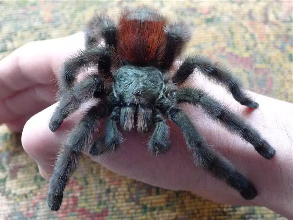 Por konservi tarantulon, vi devas ekipi terarion.