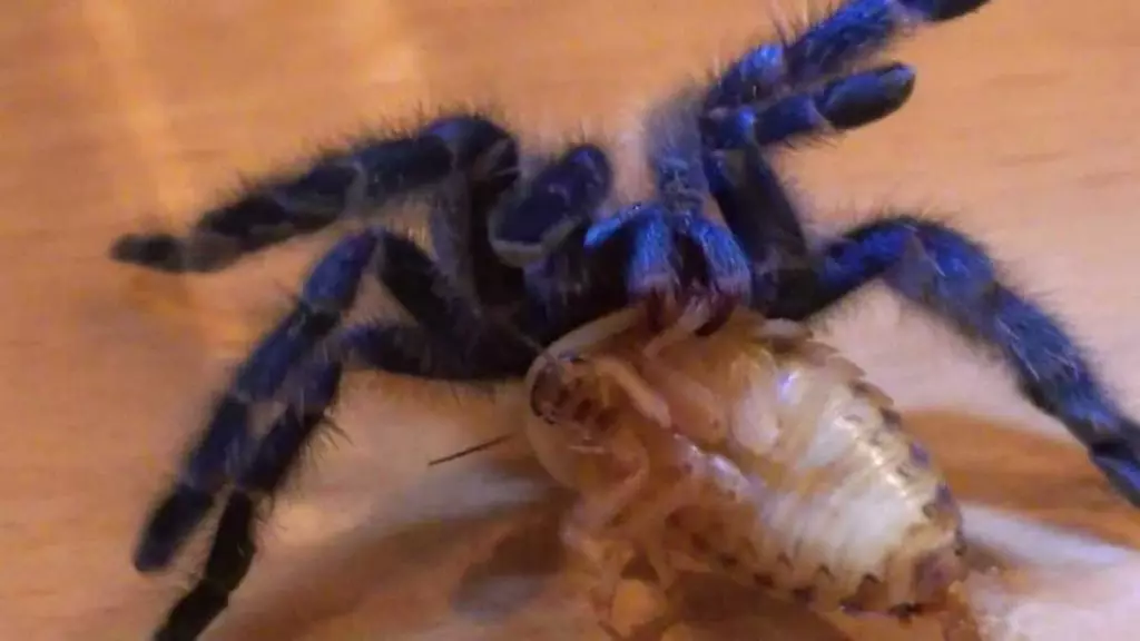 Tarantula anu lapar anu séhat nyerang tuangeun naon waé anu caket.