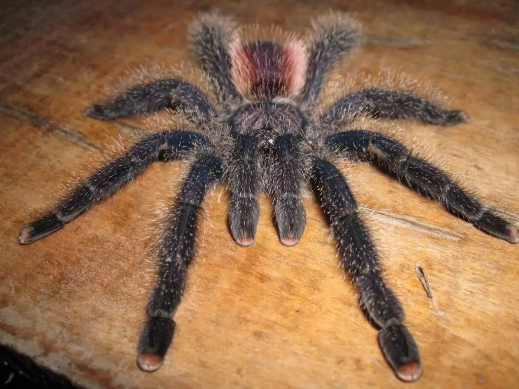 Lancah Tarantula tumuh gancang pisan.