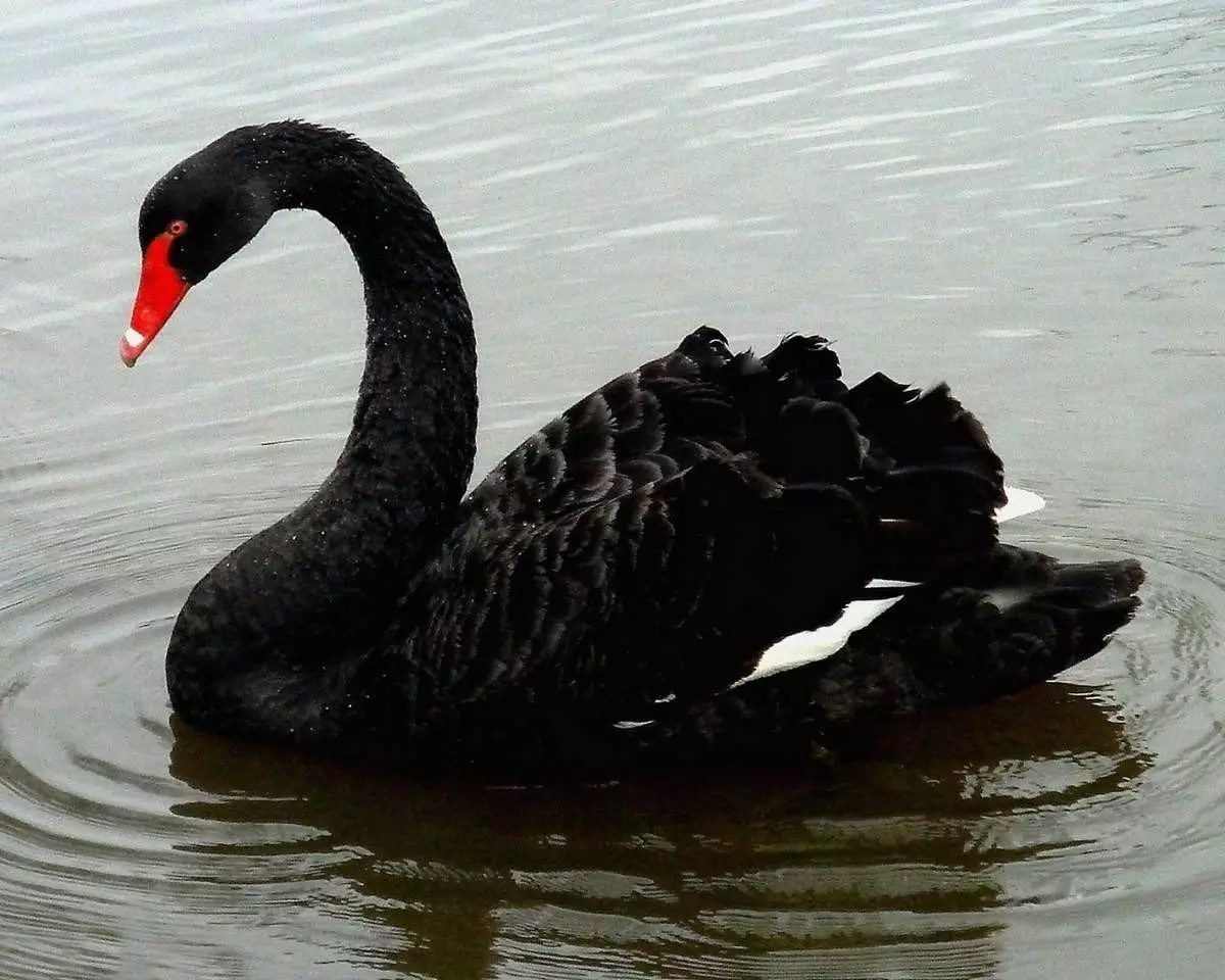 Qewlê reş (Cygnus atratus).