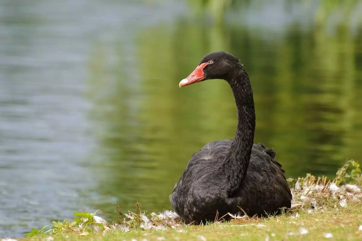 Swanên reş şaheserek afirandina xwezayê ye.