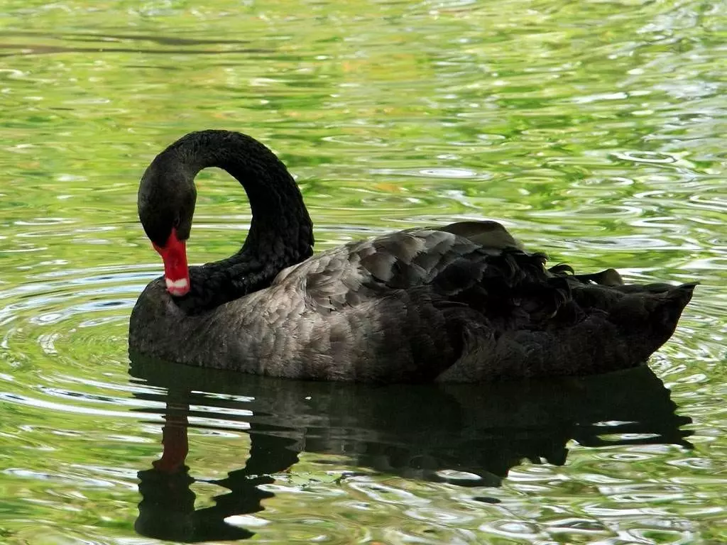 Bármely balerina irigyelni fogja a fekete hattyú kegyelmét.