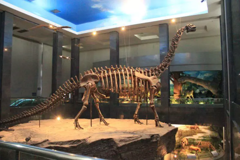 Nurosaurus skeleti.