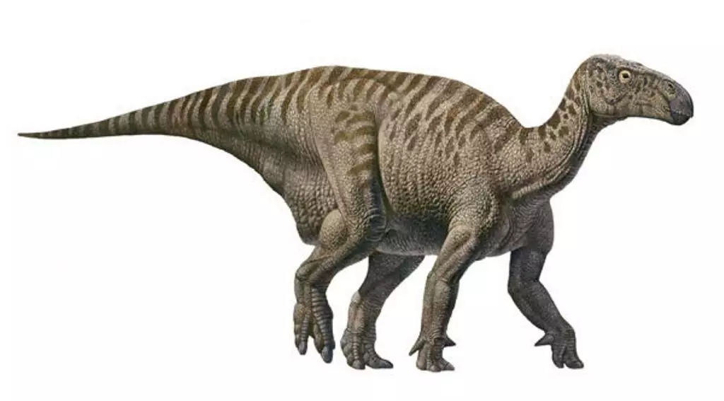 Iguanodon, પણ iguanodon (lat. Iguanodon)