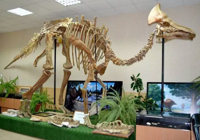 Squelette d'hadrosaure.