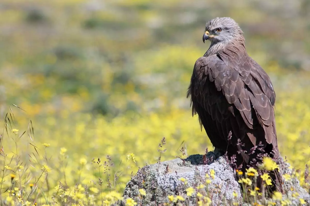 Estel negre (Milvus migrans).