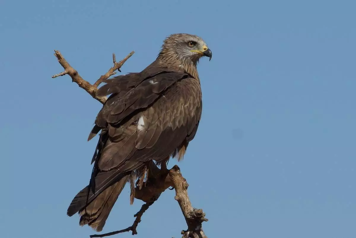 Manuk iki kadang nyolong unggas.