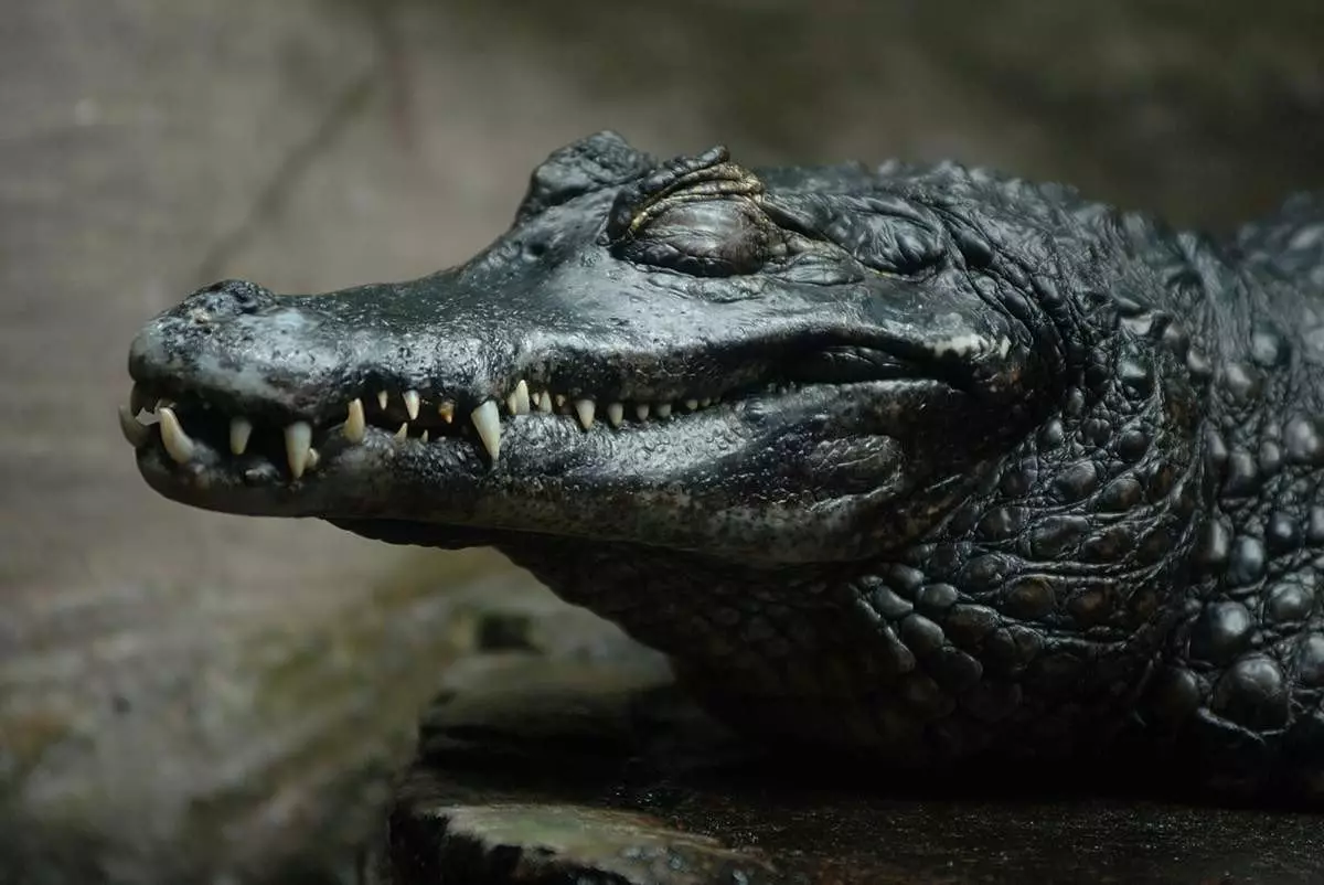 Black caiman (Melanosuchus niger).