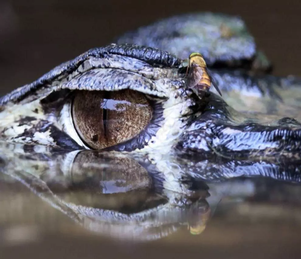 Ang itum nga caiman usa ka hayop nga brown ang mata.