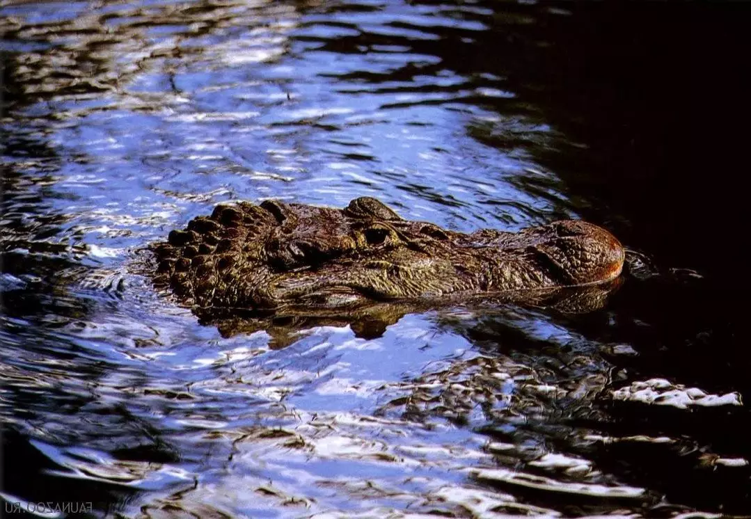 Black caimans mazaunan Amazon ne.