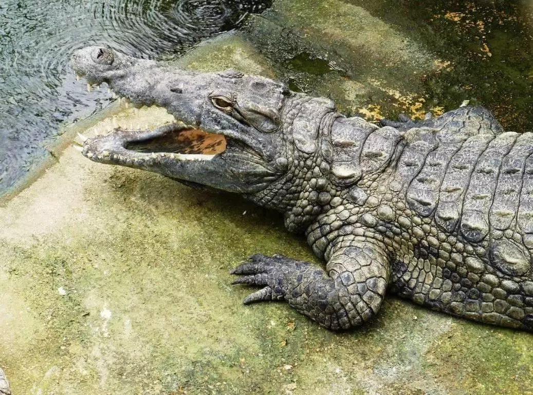 Ang itom nga caiman adunay lig-on nga apapangig.