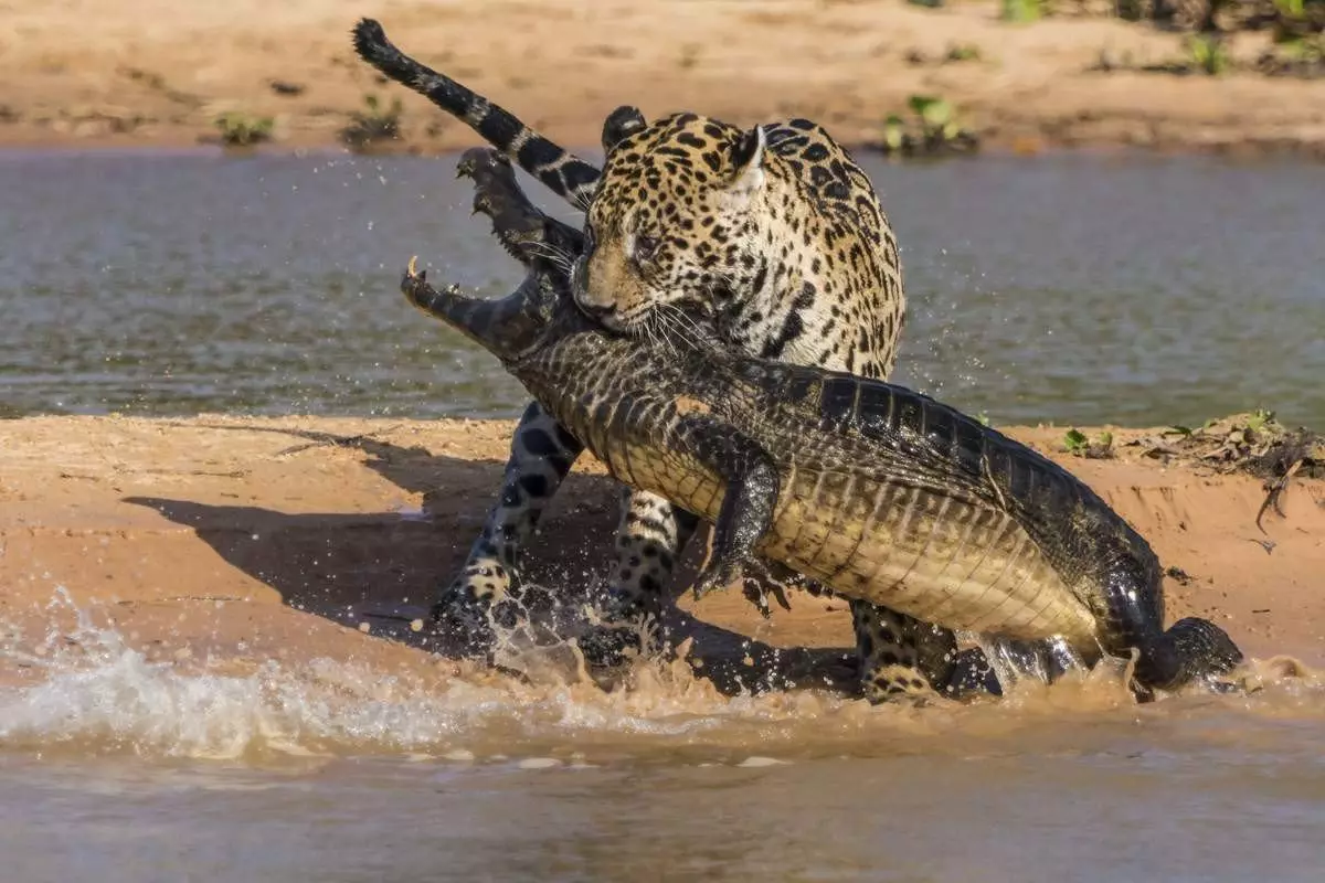 Jaguar vs Black Caiman: Ин дафъа кӣ ғолиб хоҳад шуд?