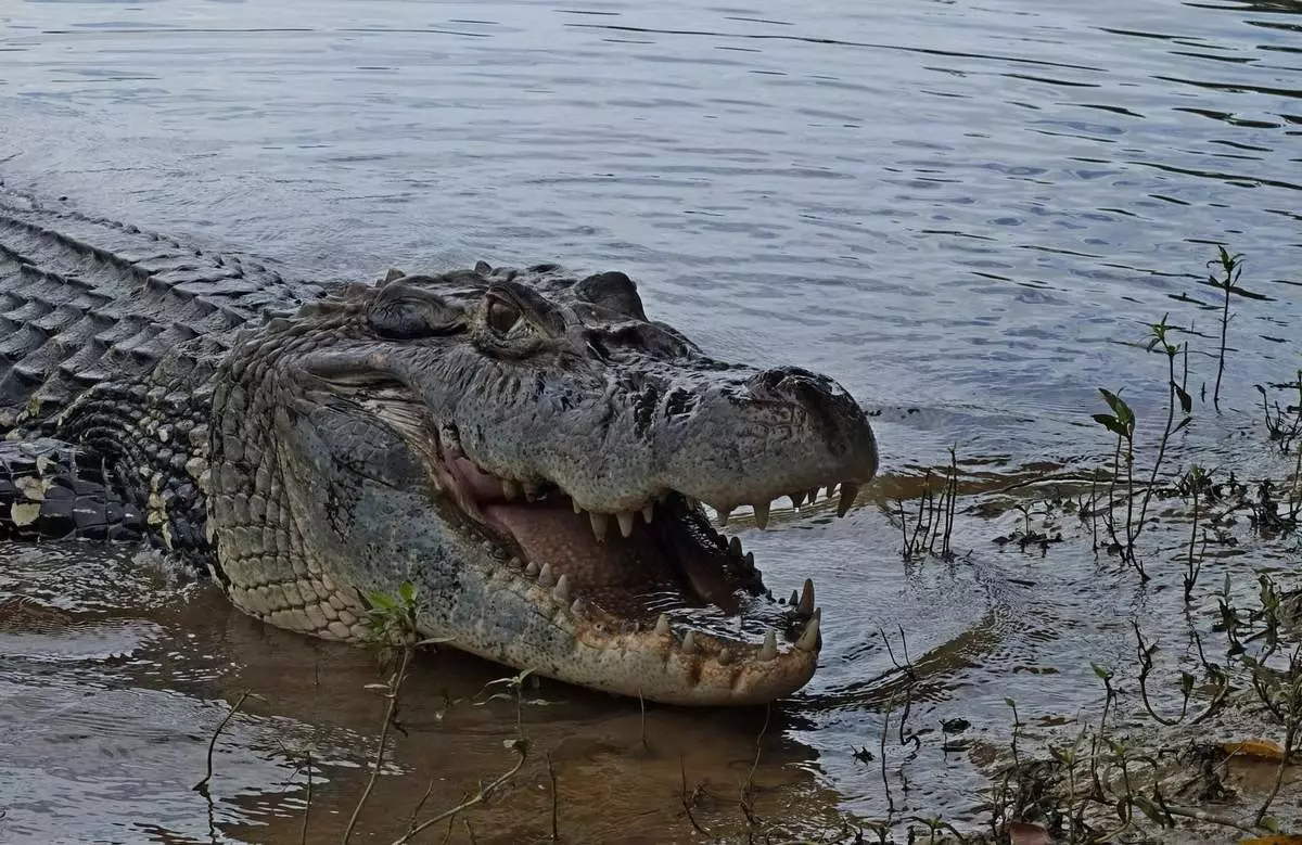 Ang kantidad sa panit sa buaya naghimo sa mga caimans nga nameligro.