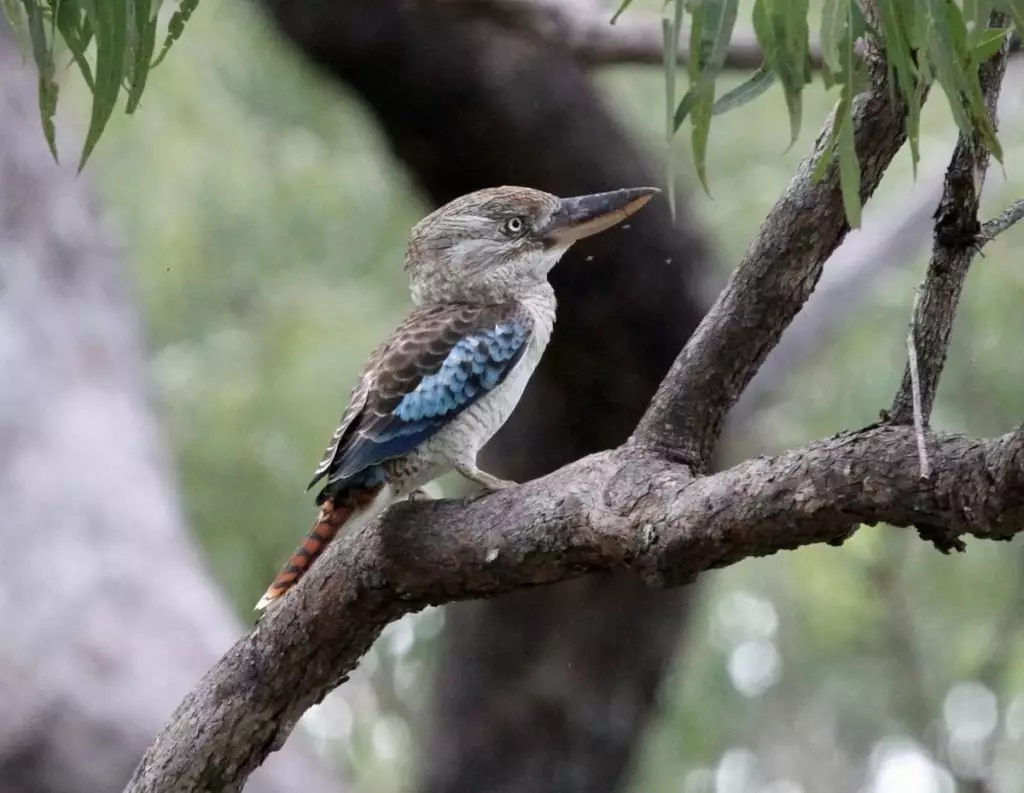 Kookabara (Dacelo).