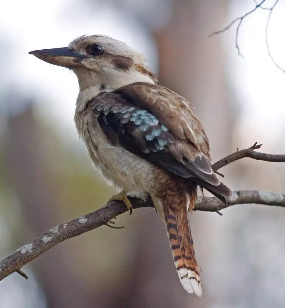 Daşardan, kookabara kingfisher bilen gaty meňzeýär.