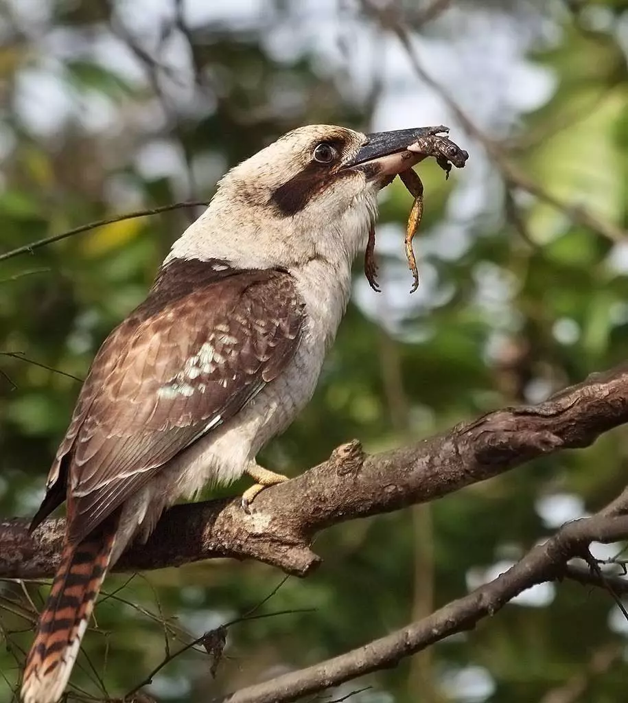 Kookabars mangan ula, kadal, tikus, manuk cilik.