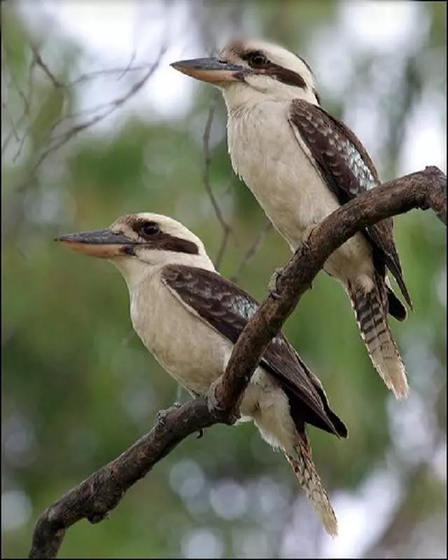 Kookabara - ndege aliye na jina la kupendeza 1967_4