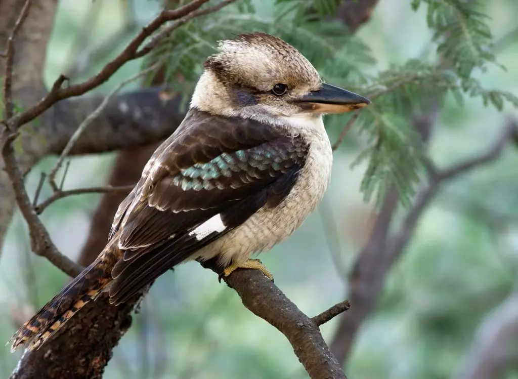 Pengunjung ke Australia selalu terkesan dengan kookaburra.