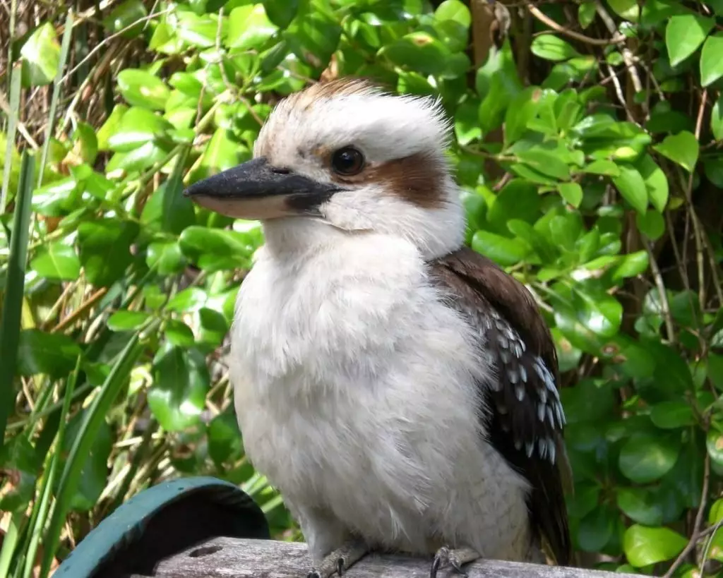 Os kookabars son famosos polos seus berros, moi similares á risa humana, de aí o nome dos paxaros.