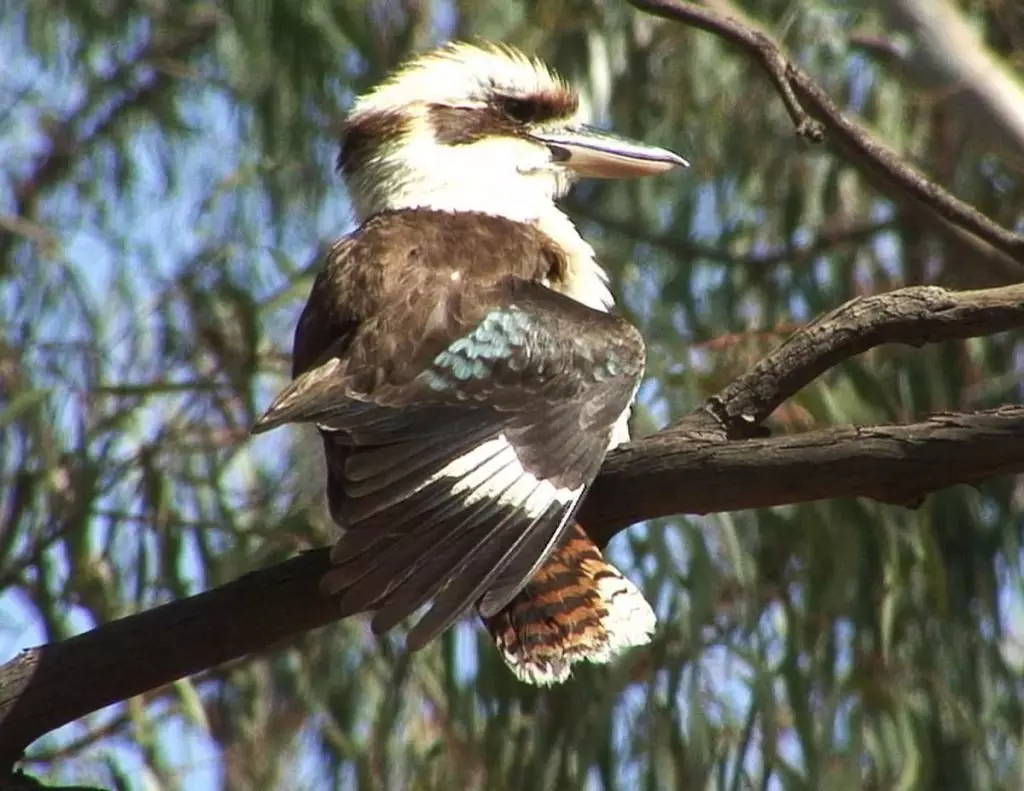 Kuhusiana na kicheko sawa juu ya kookabaras, hadithi nyingi zimetungwa.