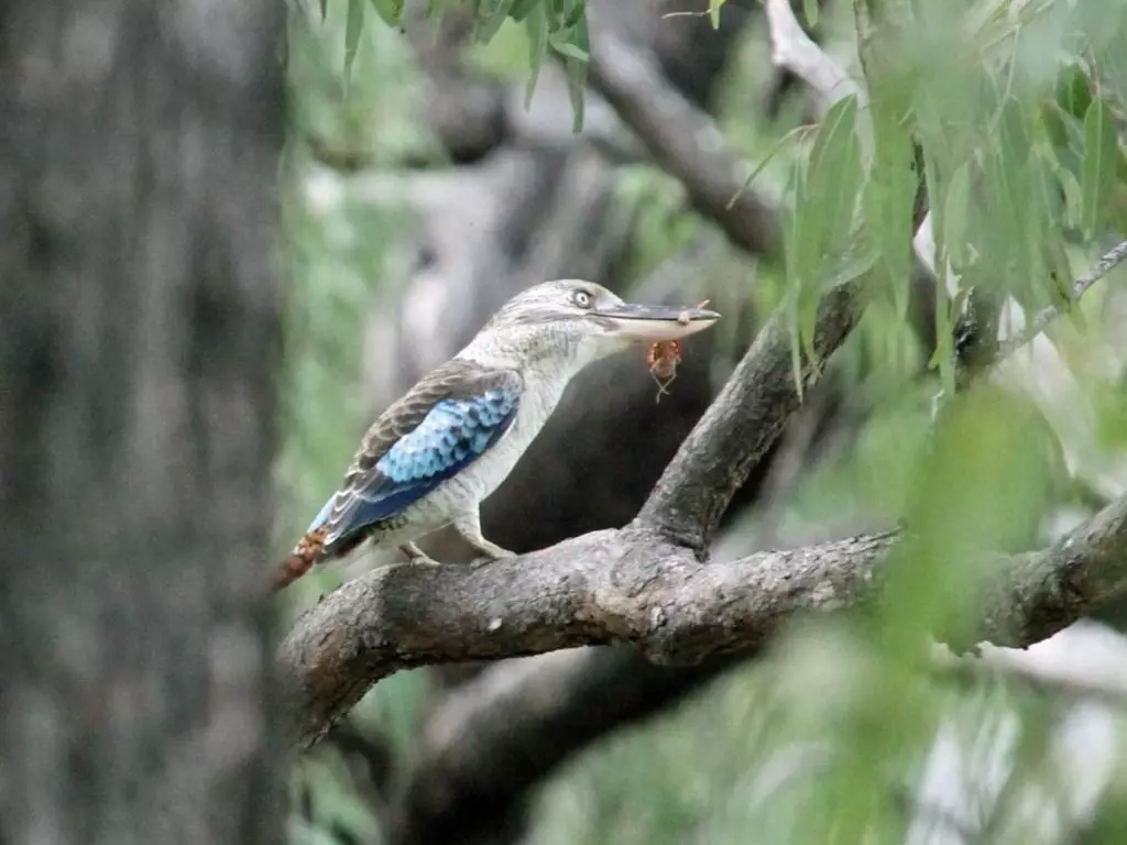 Kookabara habitat bati lotuta dago eta bizimodu sedentarioa darama.