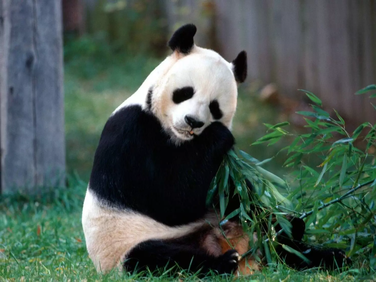 Babban panda (Ailuropoda melanoleuca).