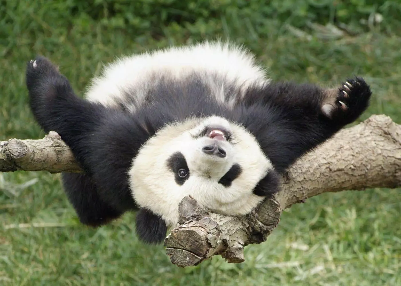 Pandabjørnen har sort og hvid pels.