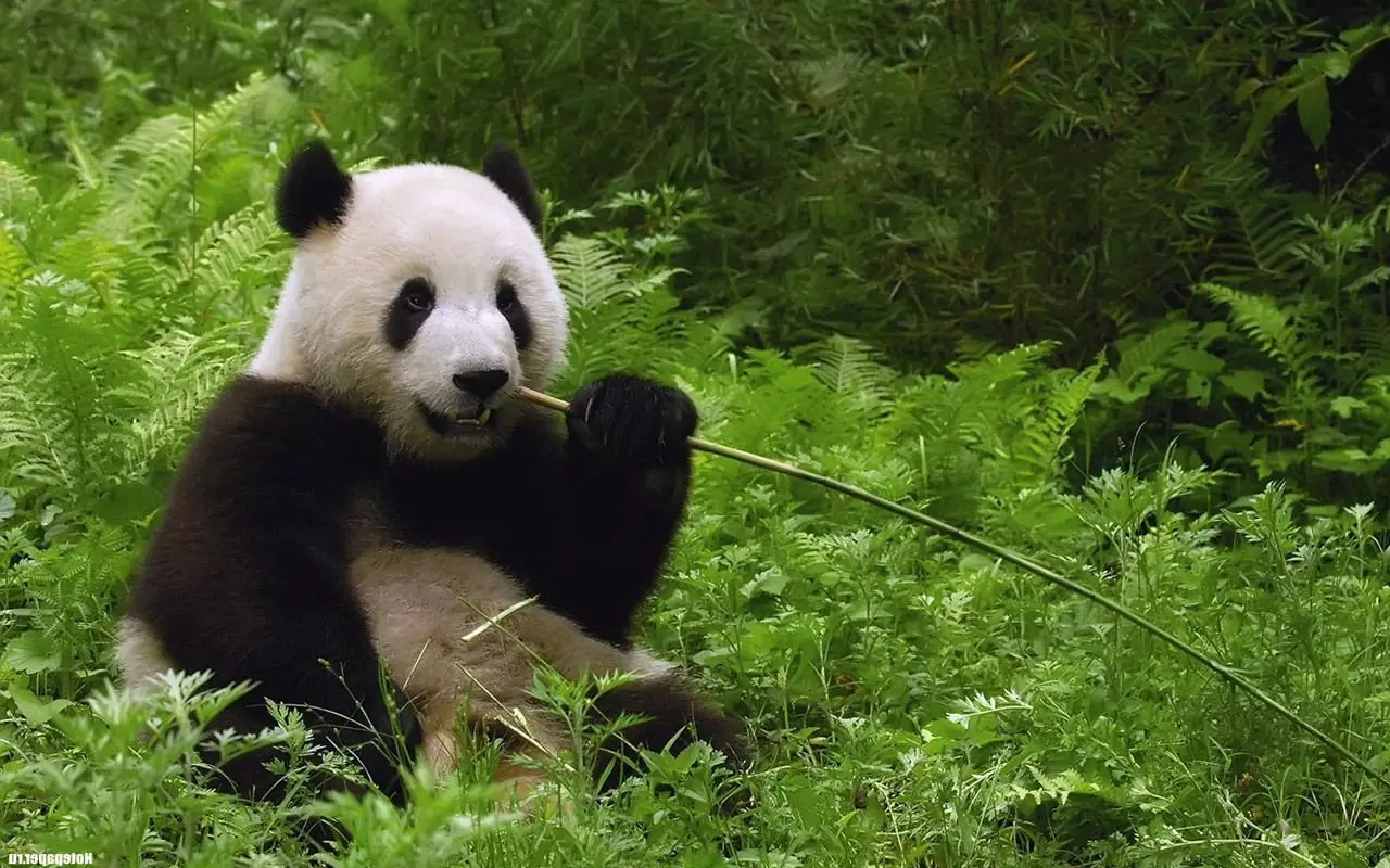 Giant pandas are predators, they eat more than just bamboo.