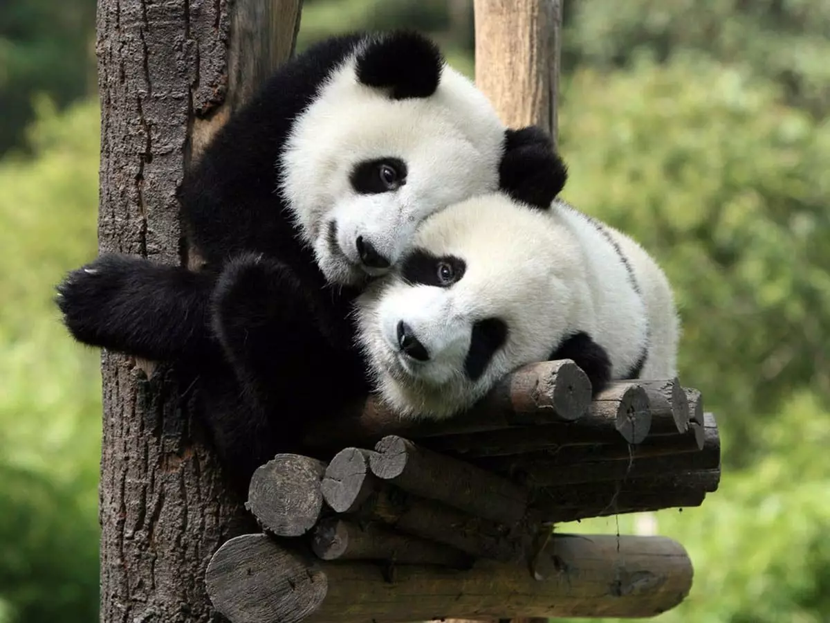 An der Wëld gëtt déi riseg Panda nëmmen a China fonnt.