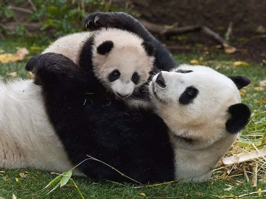 Nadat twee welpies geboorte gegee het, bring die panda slegs een groot, die tweede word van moederlike sorg ontneem.
