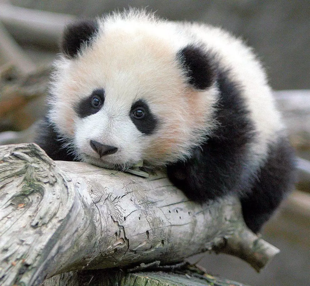 Dette myke miraklet dukker opp i den gigantiske pandaen hvert annet år: oftere føder ikke bjørner.