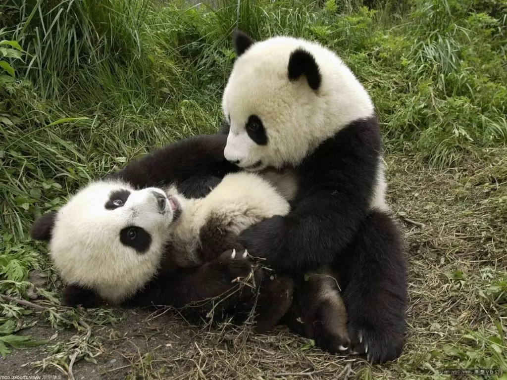 فراء الباندا مادة خام ثمينة تعرض الحيوانات لخطر الدمار.