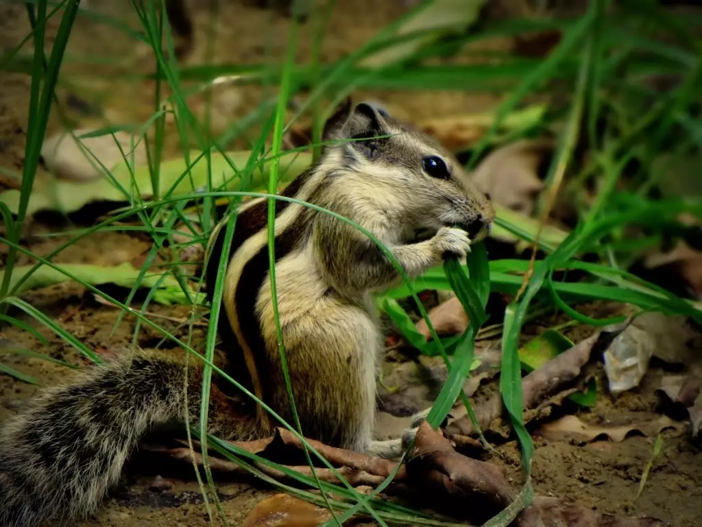 Chipmunk (Tamias).