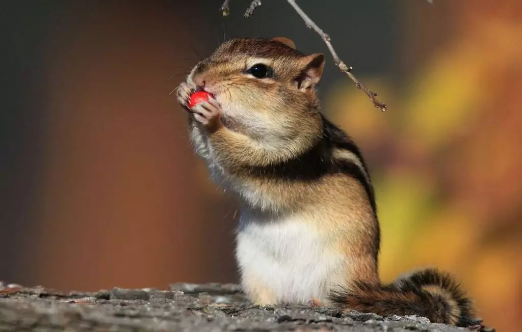 Chipmunks huma kreaturi sbieħ ħafna.