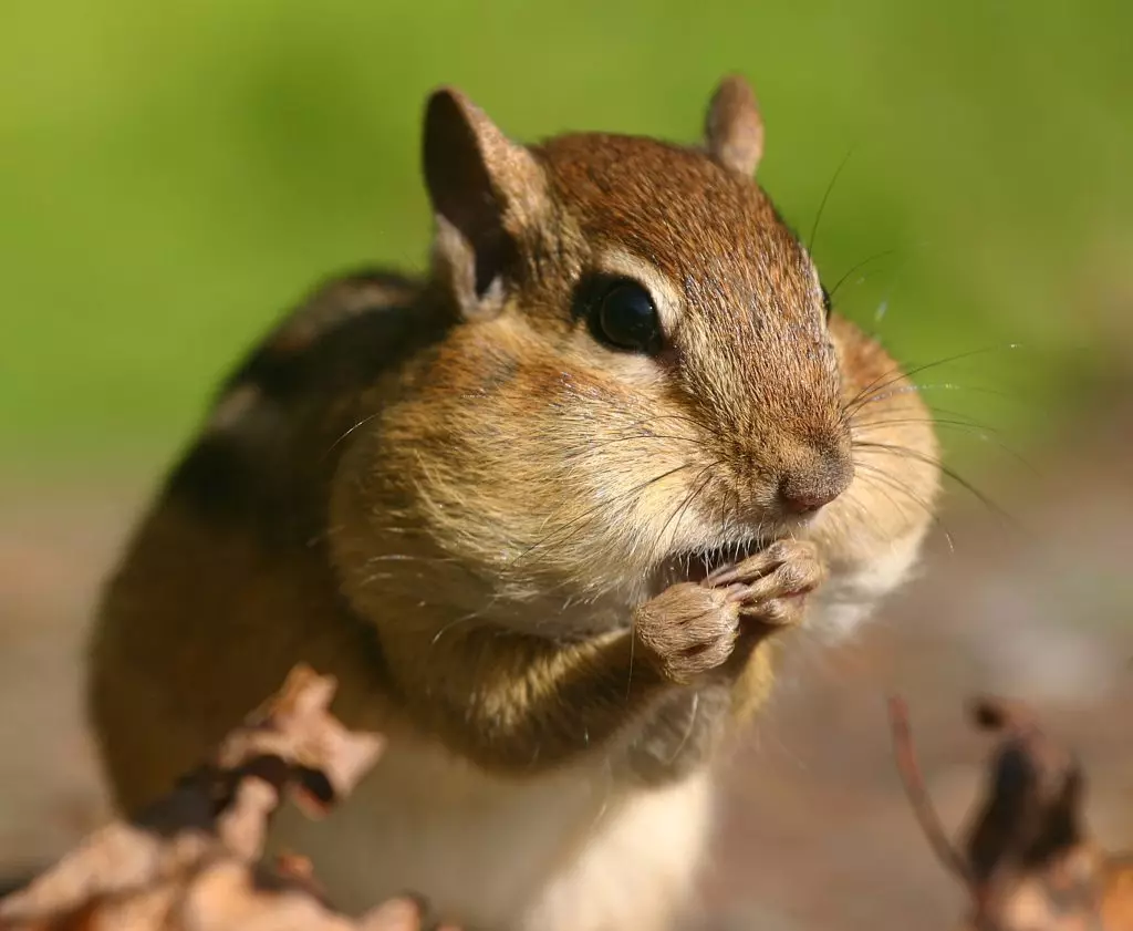 Las ardillas listadas son animales ahorrativos, llenan sus madrigueras con provisiones, hasta donde el espacio lo permite.