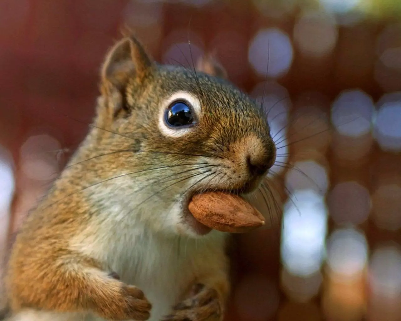 Estos roedores son animales herbívoros.