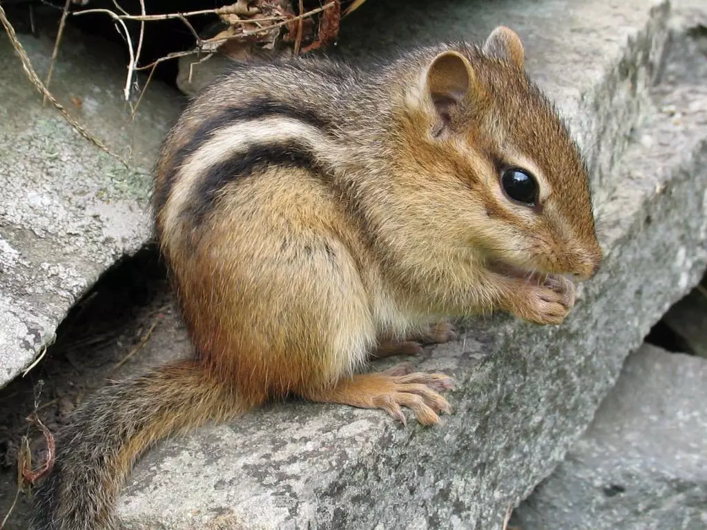 Chipmunks, seperti tupai, adalah haiwan yang sangat lincah.