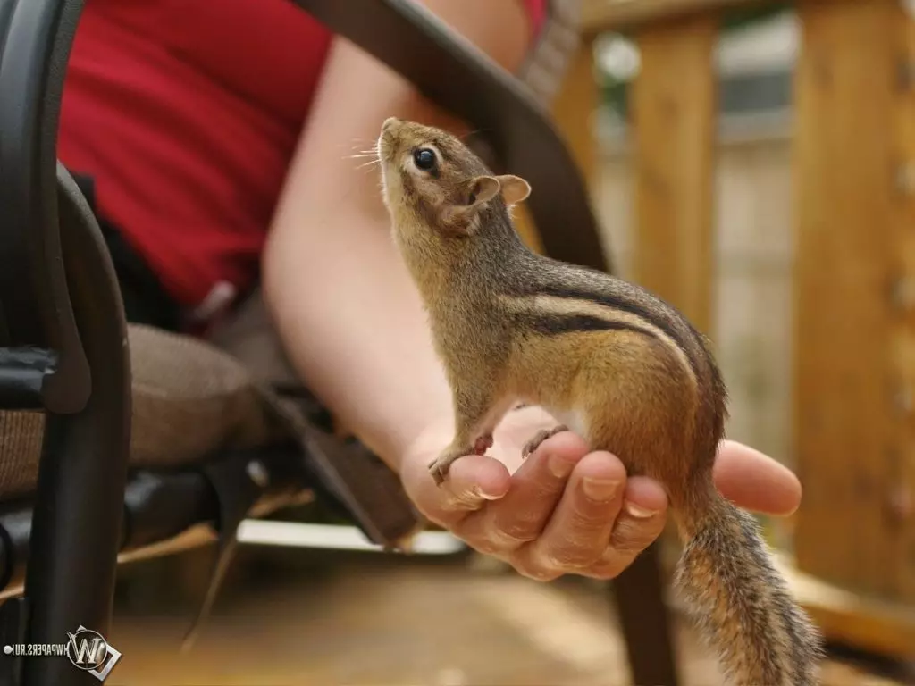 Dengan pendekatan yang tepat, chipmunk dapat dijinakkan dengan mudah.