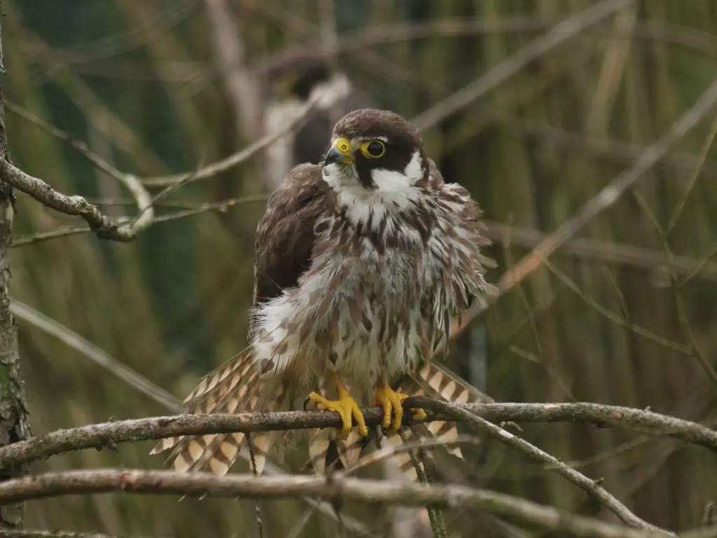 Ukuzilibazisa (i-Falco subbuteo).