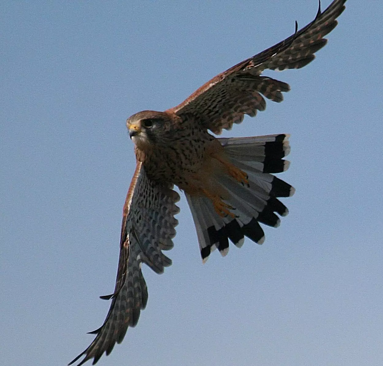 Hobbyens flytur er grasiøs og vakker.