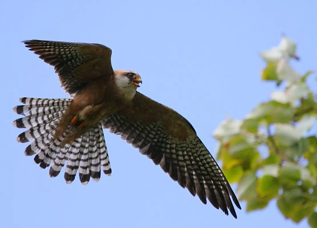 De hobbyvogel is een onverschrokken roofdier.