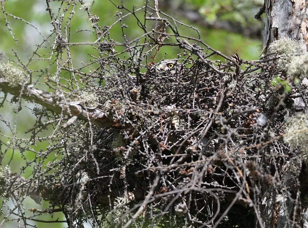 De hobby bewaakt fel zijn nest.