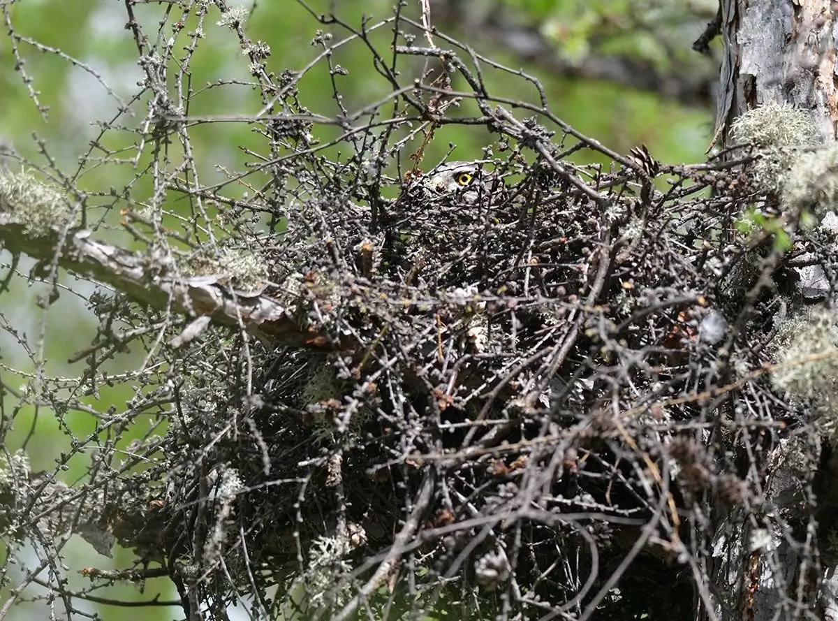 The hobby fiercely guards its nest.