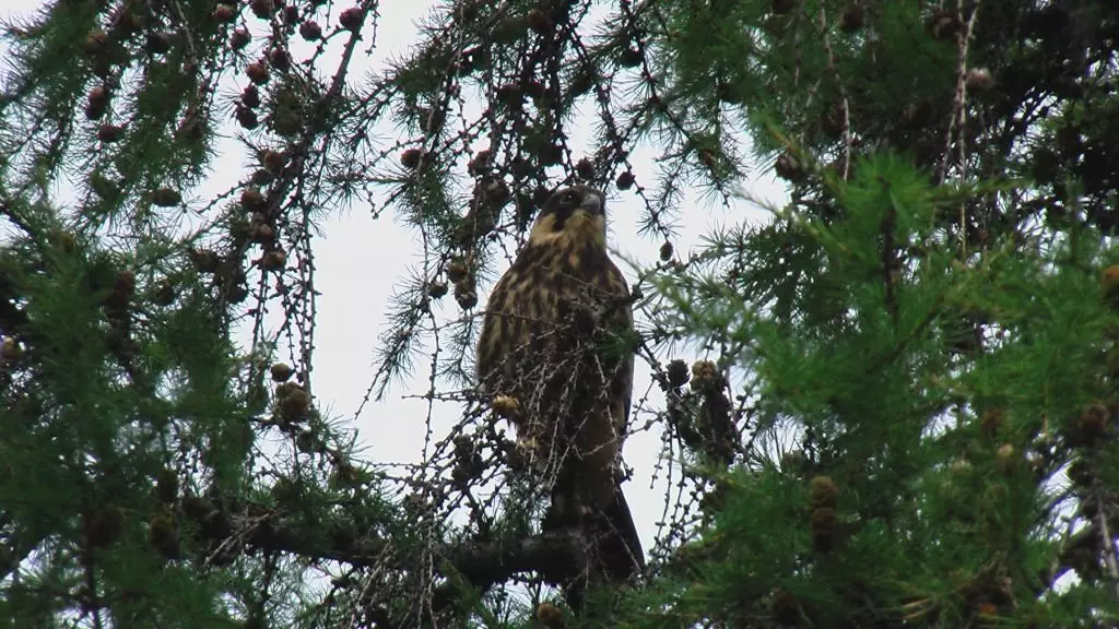 The hobby is a proud bird.