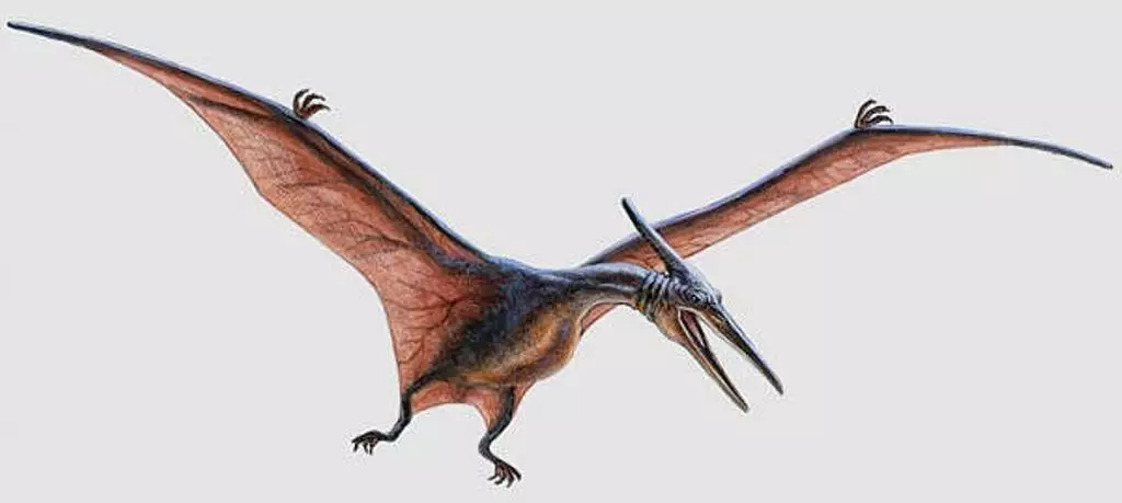 Flygende dinosaurer: Pteranodon
