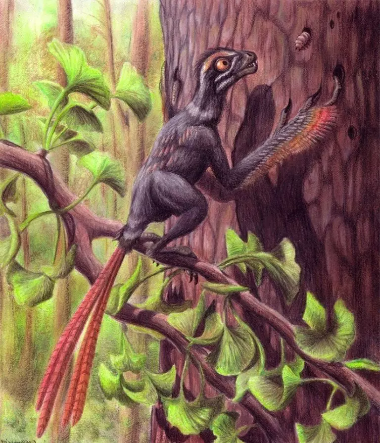 Epidexipteryx ndogo inayolishwa wadudu.